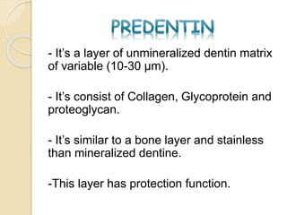Dentin^_^ | PPT