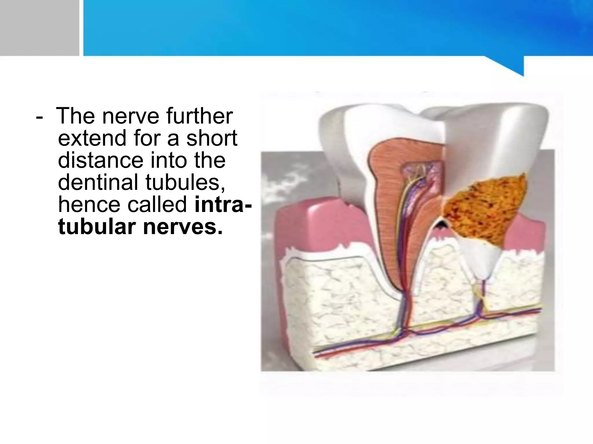 Dentin hypersensitivity | PPTX