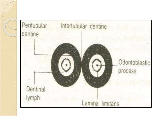 BDS first year Dentin presentation by SDM d | PPT