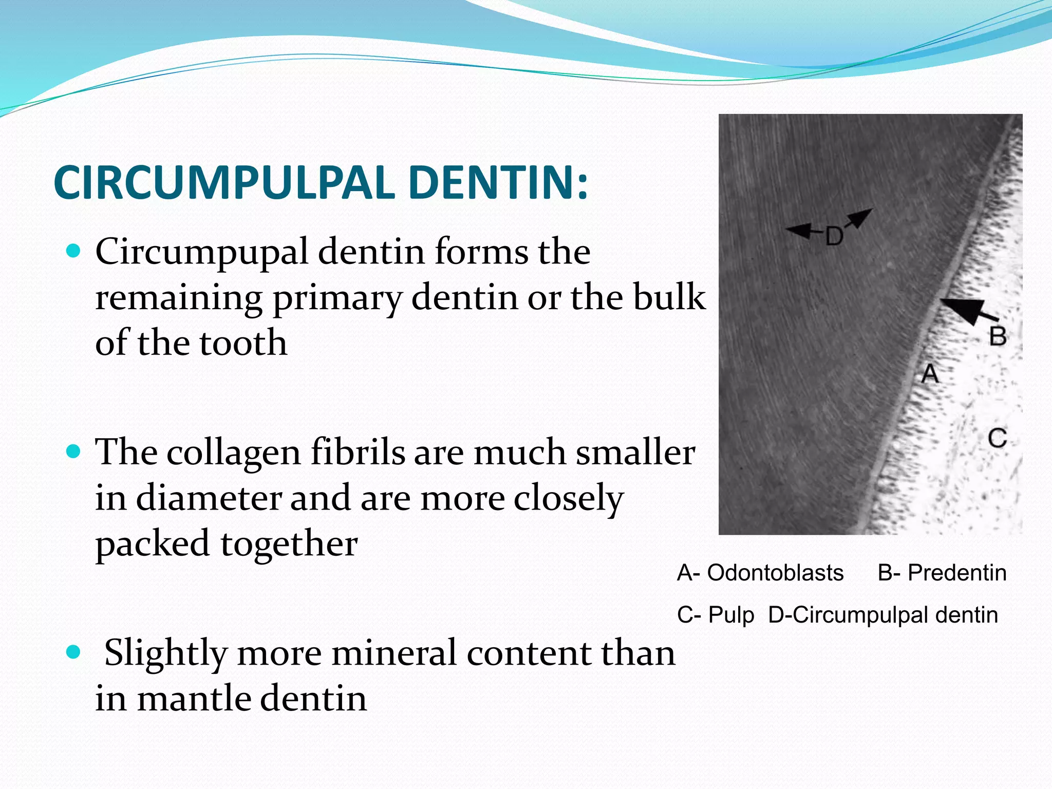 Dentin with emphasis on applied physiology and pathology | PPTX