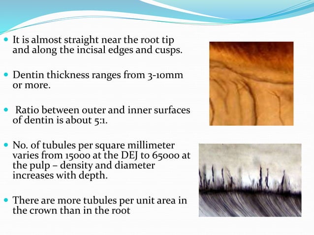 Dentin with emphasis on applied physiology and pathology | PPTX