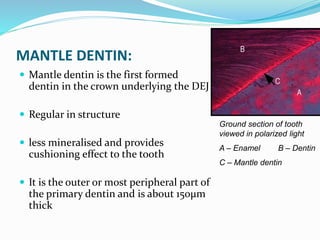 Dentin with emphasis on applied physiology and pathology | PPTX