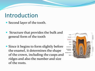 Dentin with emphasis on applied physiology and pathology | PPTX