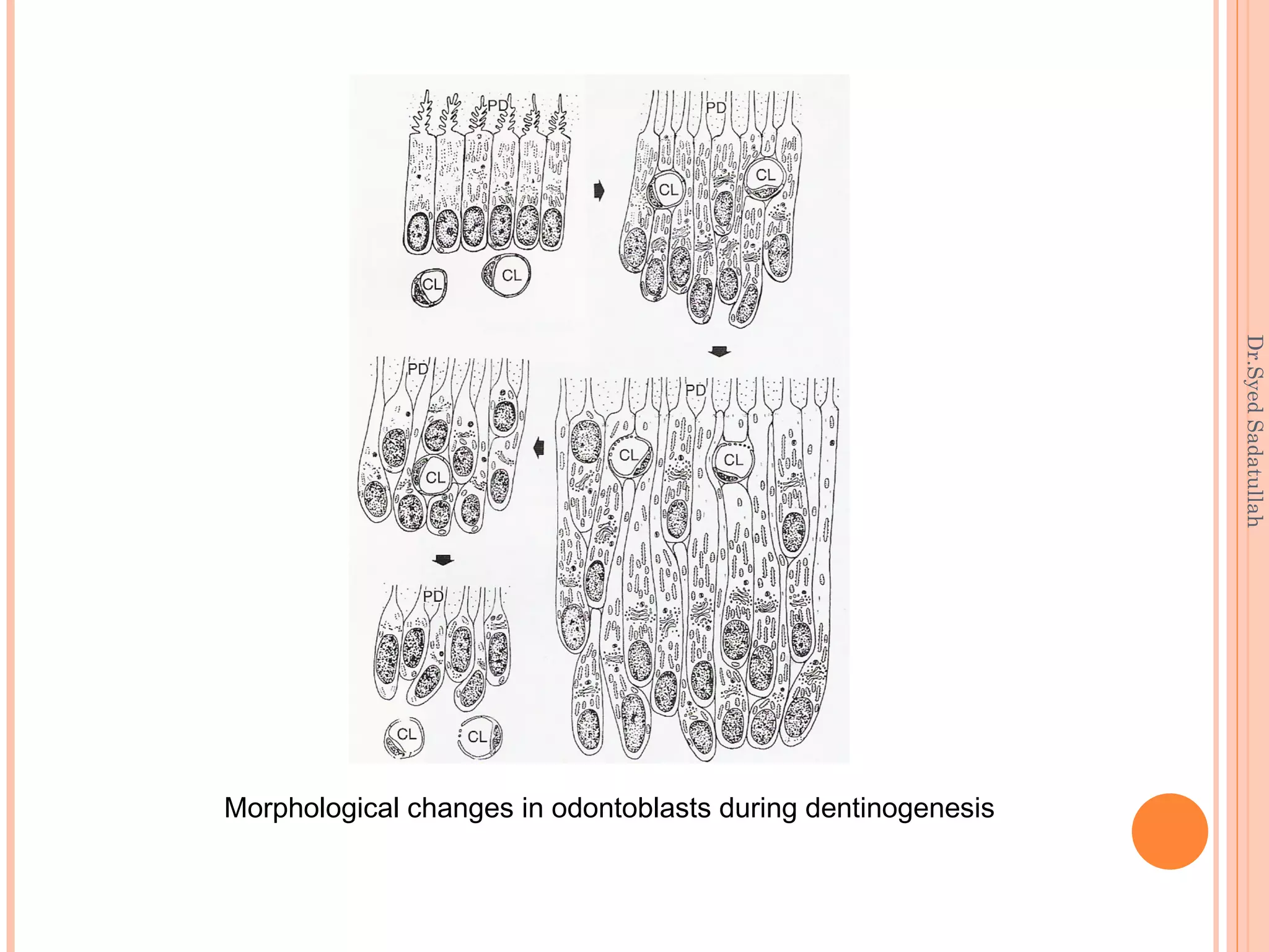 Dentinogenesis | PPT