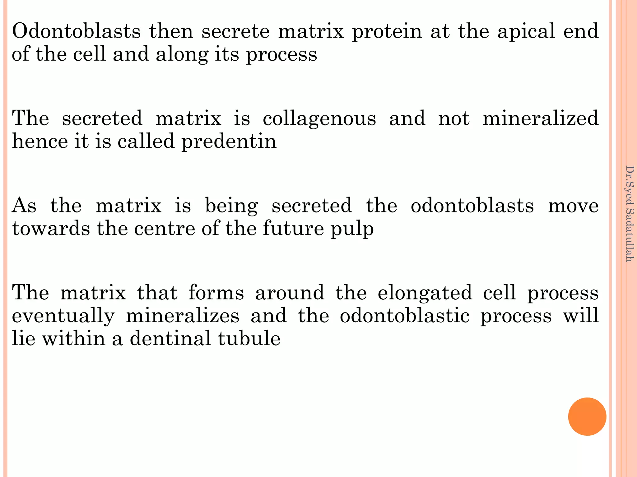 Dentinogenesis | PPT