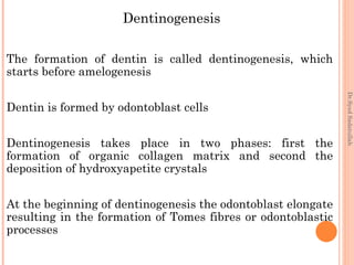 Dentinogenesis | PPT | Dental Health | Diseases and Conditions