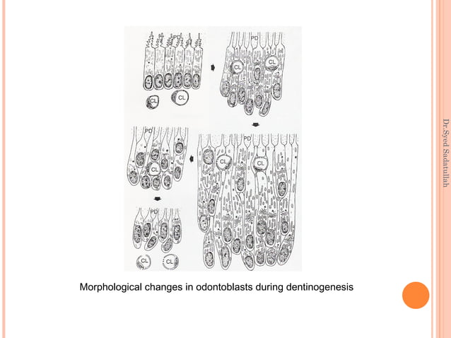 Dentinogenesis | PPT | Dental Health | Diseases and Conditions