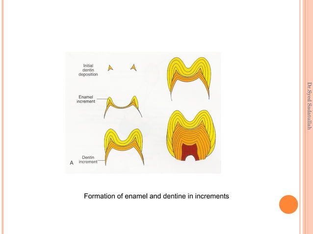 Dentinogenesis | PPT | Dental Health | Diseases and Conditions