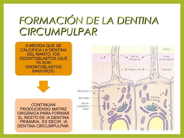Dentinogenesis