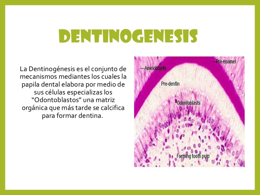 Dentinogenesis