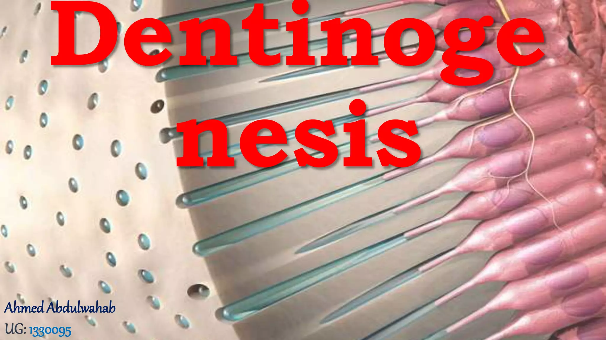 Dentinogenesis | PPTX