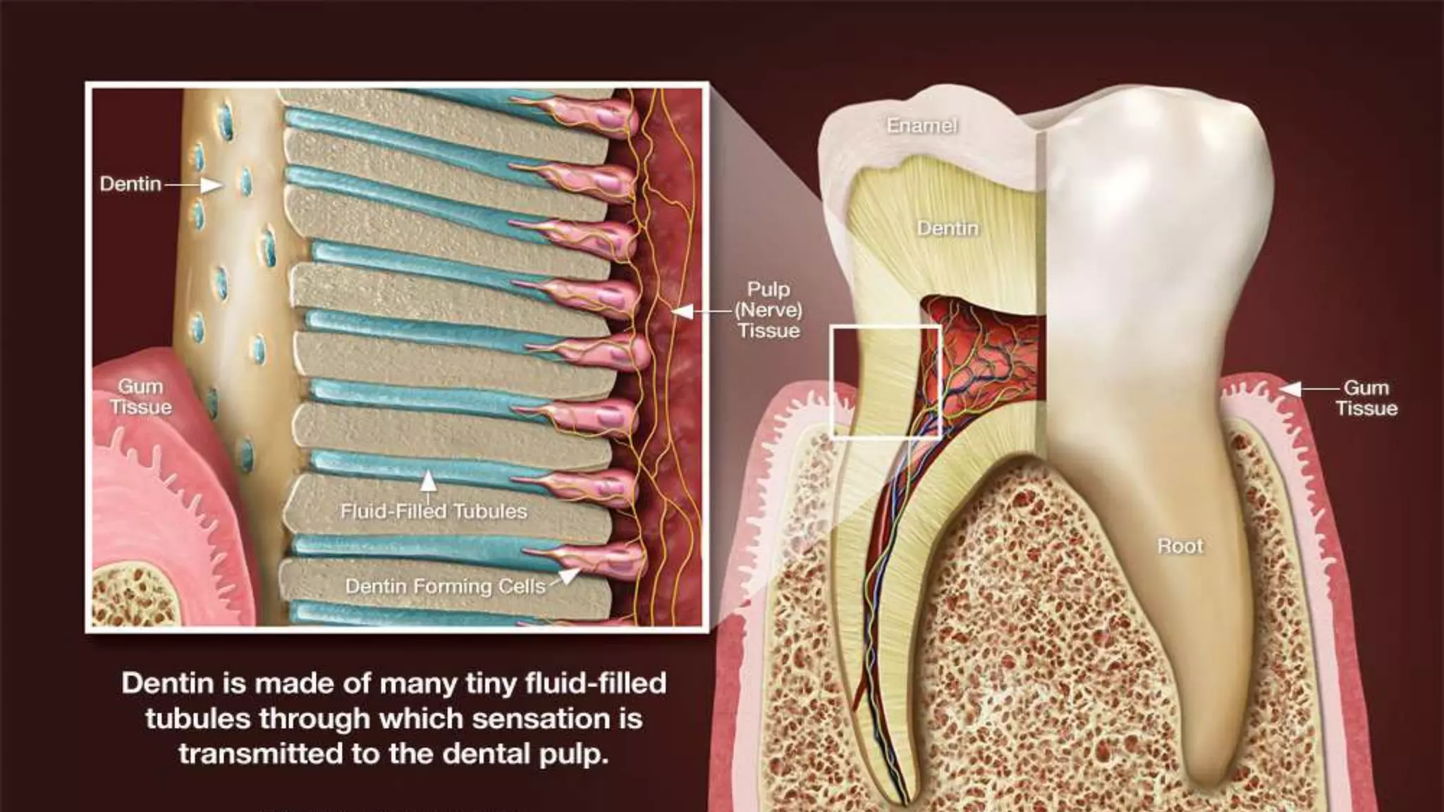 Dentinogenesis | PPTX
