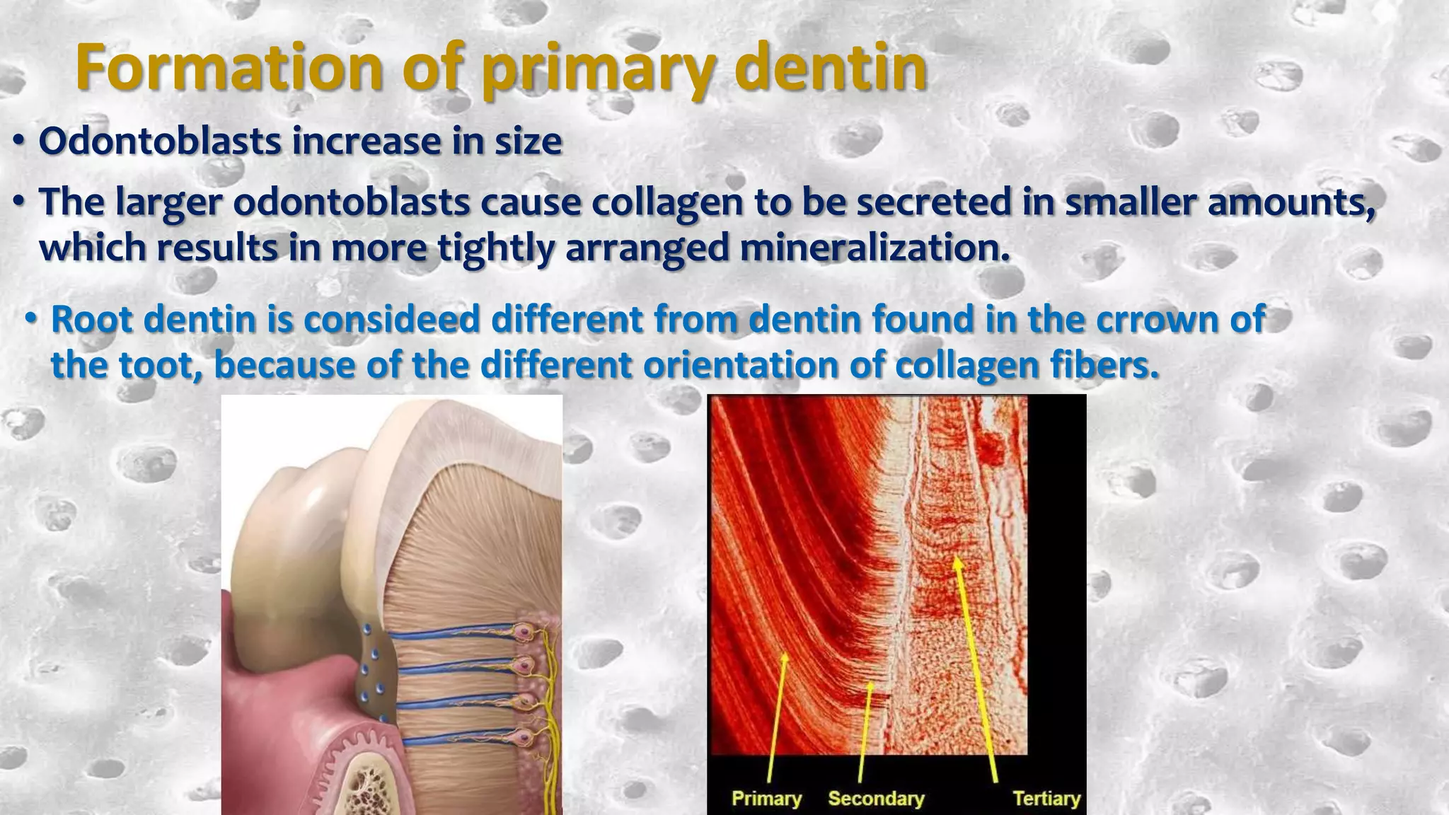 Dentinogenesis | PPTX