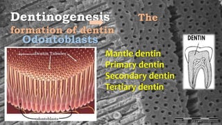Dentinogenesis | PPTX
