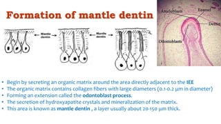 Dentinogenesis | PPTX