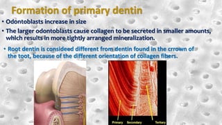 Dentinogenesis | PPTX