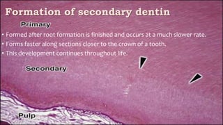 Dentinogenesis | PPTX