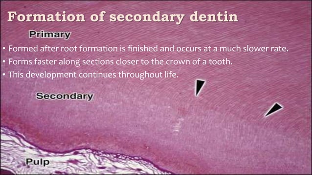 Dentinogenesis | PPTX