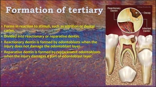Dentinogenesis | PPTX