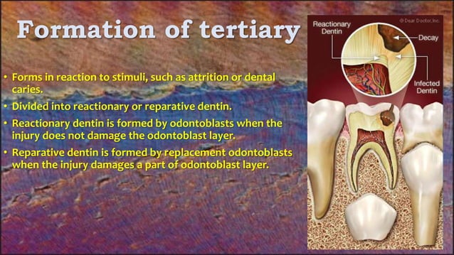 Dentinogenesis | PPTX