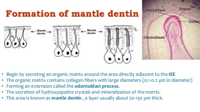 Dentinogenesis