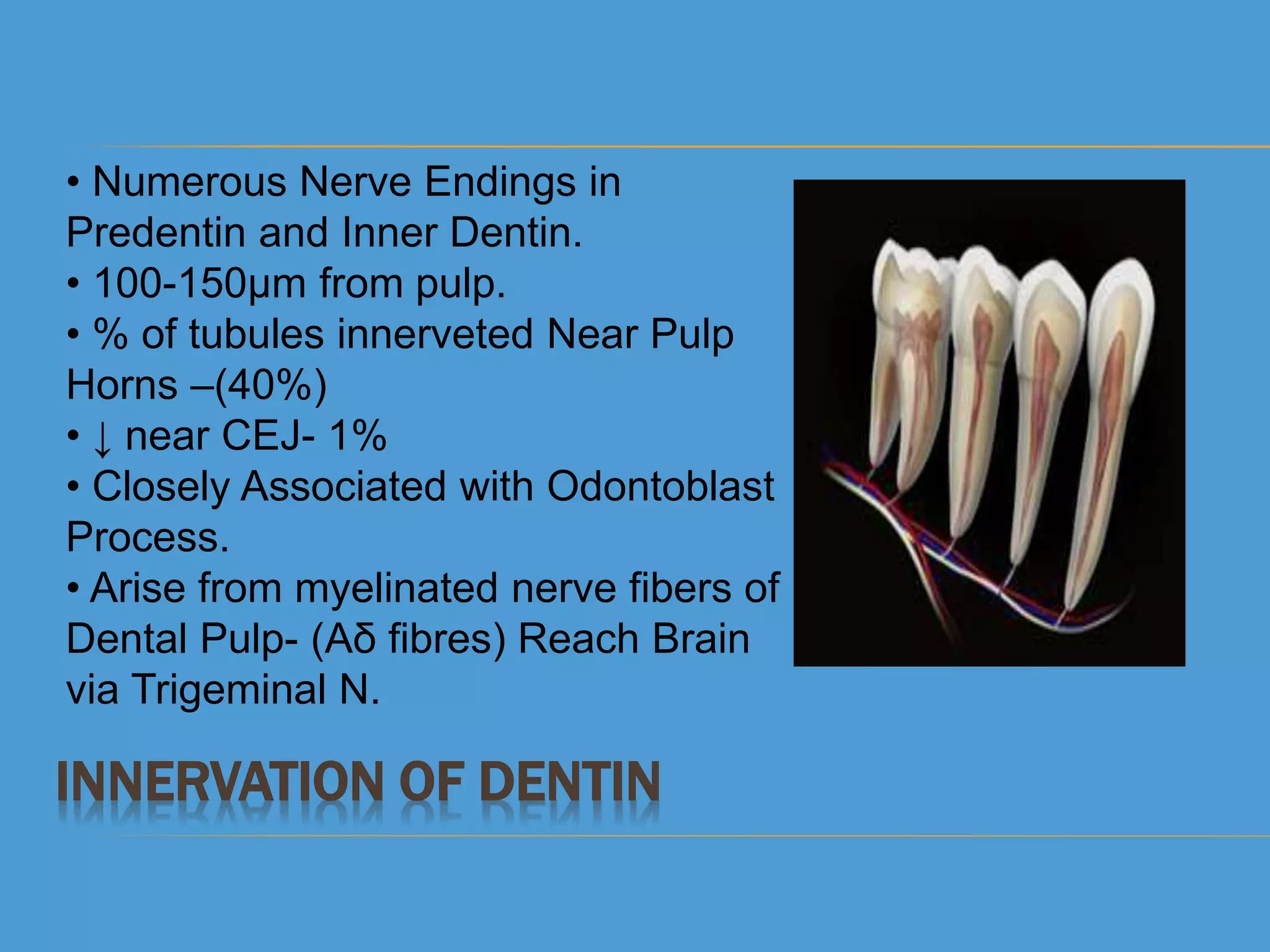 Dentinogenesis | PPTX
