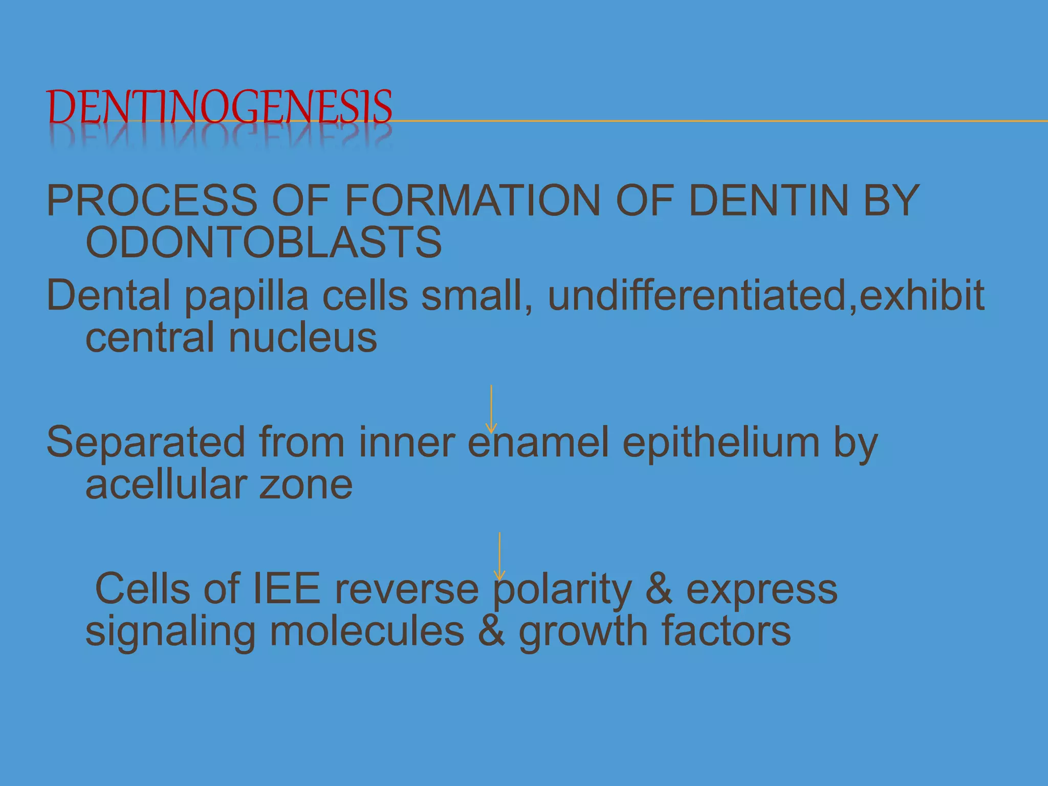 Dentinogenesis | PPTX