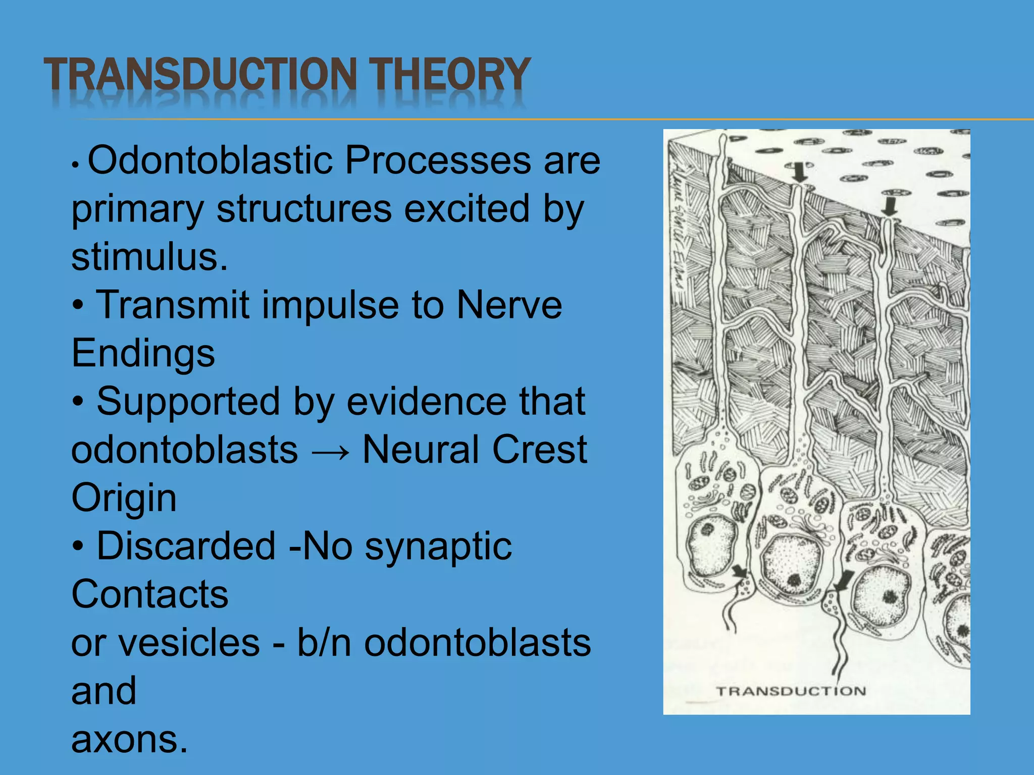 Dentinogenesis | PPTX