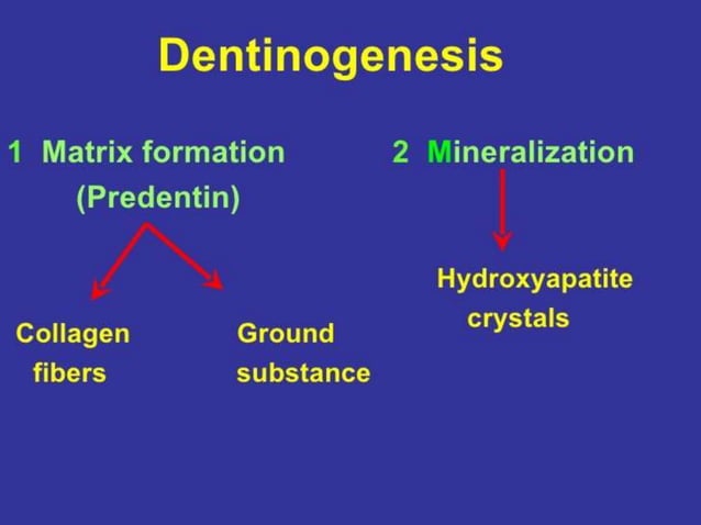 Dentinogenesis | PPTX