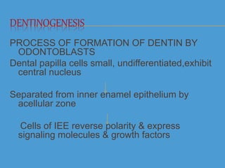 Dentinogenesis | PPT