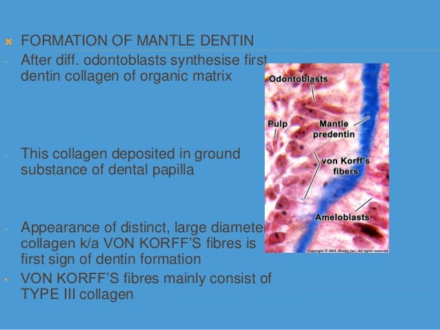 Dentinogenesis