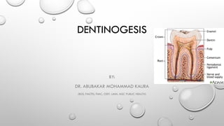 Dentinogenesis lectures for undergraduate students | PPTX