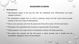Dentinogenesis lectures for undergraduate students | PPTX
