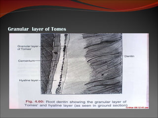 Dentinogenesis | PPT