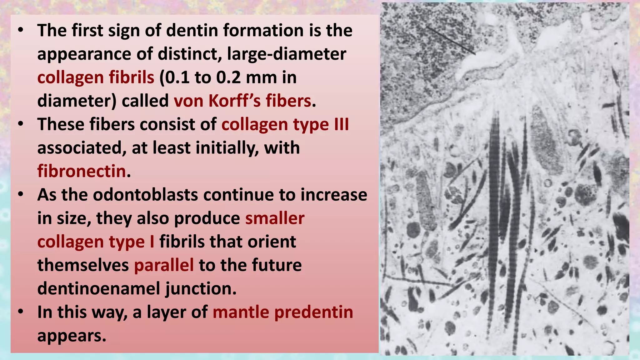 Dentinogenesis _ Lecture | PPTX