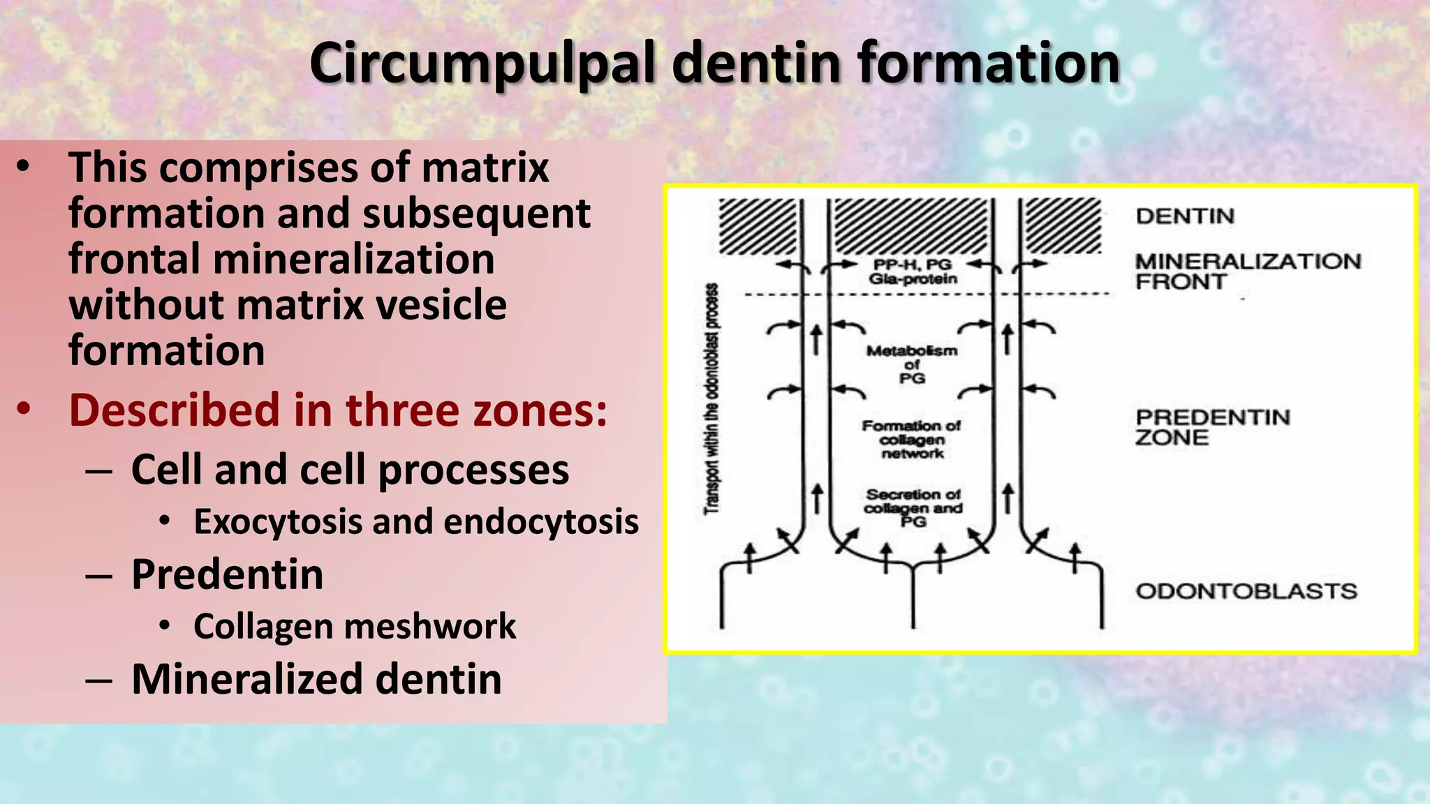 Dentinogenesis _ Lecture | PPTX