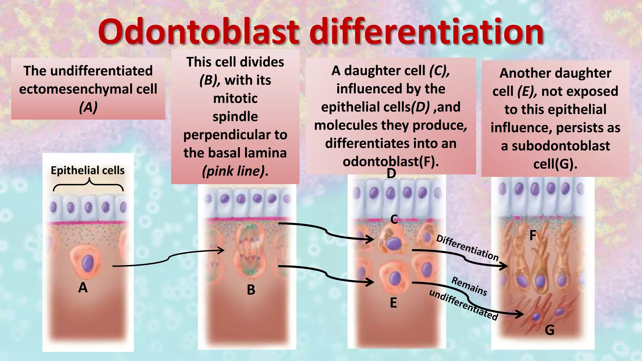 Dentinogenesis _ Lecture | PPTX