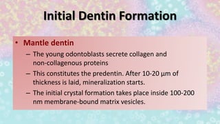 Dentinogenesis _ Lecture | PPTX