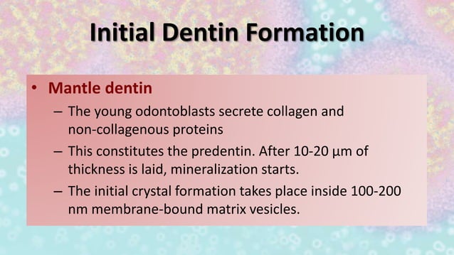 Dentinogenesis _ Lecture | PPTX | Dental Health | Diseases and Conditions