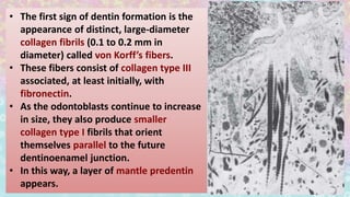 Dentinogenesis _ Lecture | PPTX