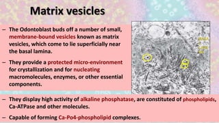 Dentinogenesis _ Lecture | PPTX