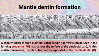 Dentinogenesis _ Lecture | PPTX
