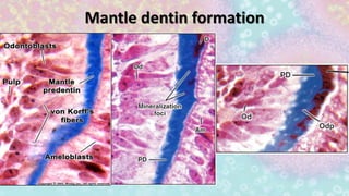 Dentinogenesis _ Lecture | PPTX