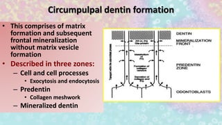 Dentinogenesis _ Lecture | PPTX