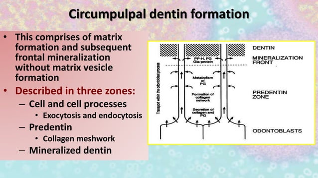Dentinogenesis _ Lecture | PPTX | Dental Health | Diseases and Conditions