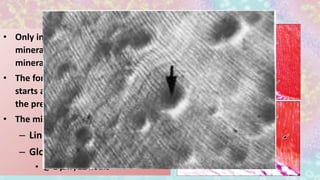 Dentinogenesis _ Lecture | PPTX