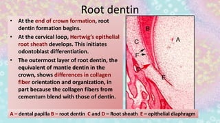 Dentinogenesis _ Lecture | PPTX