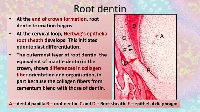 Dentinogenesis _ Lecture | PPTX | Dental Health | Diseases and Conditions