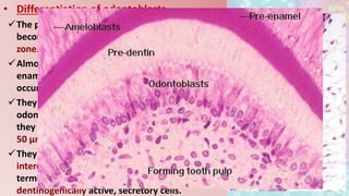 Dentinogenesis _ Lecture | PPTX