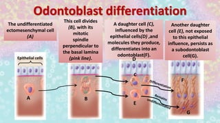 Dentinogenesis _ Lecture | PPTX
